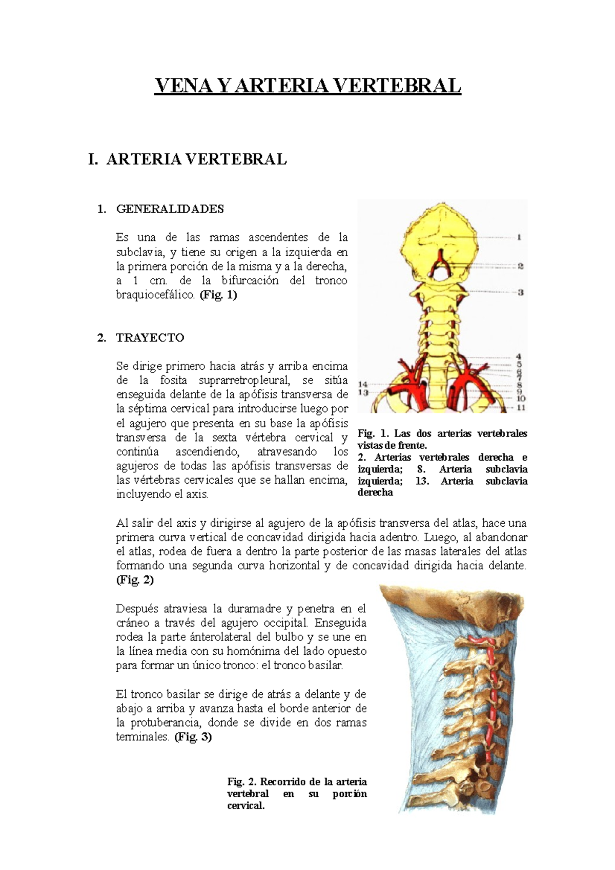 Arteria Vertebral: Anatomía y Trayecto - Estudio de Vascularización ...