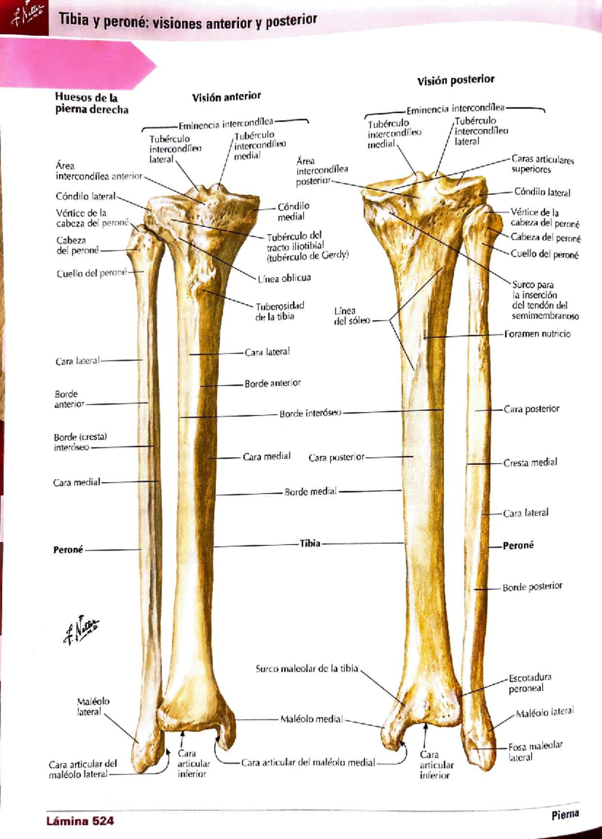 Tibia y Perone: Anatomía y Visiones Anteriores y Posteriores - Studocu