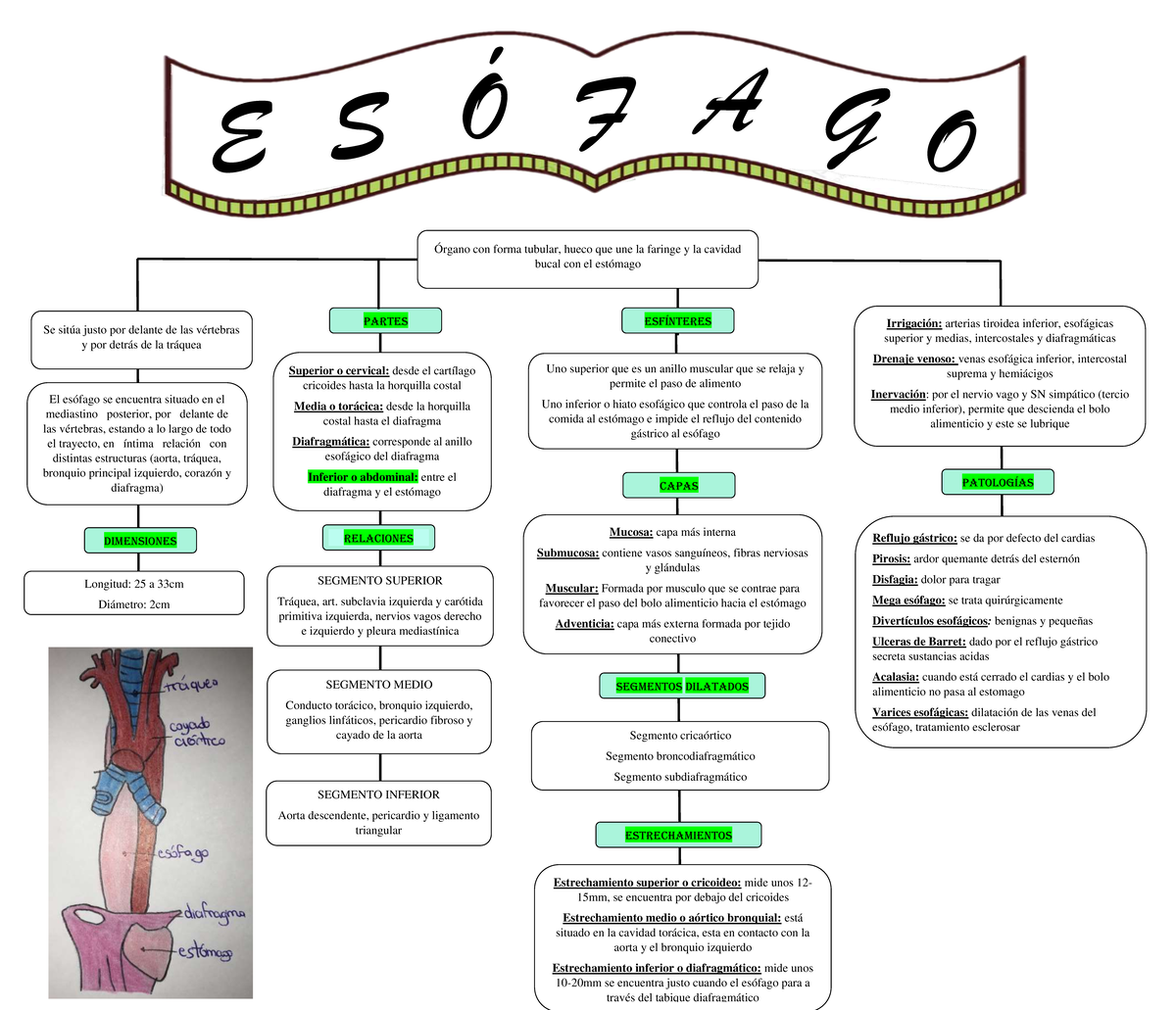 Esofago MAPA Conceptual - E O A F Irrigación: arterias tiroidea ...