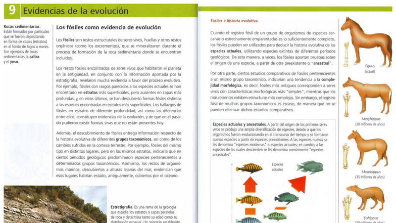 Evidencias de la Evolución: Fósiles y Anatomía Comparada - Studocu