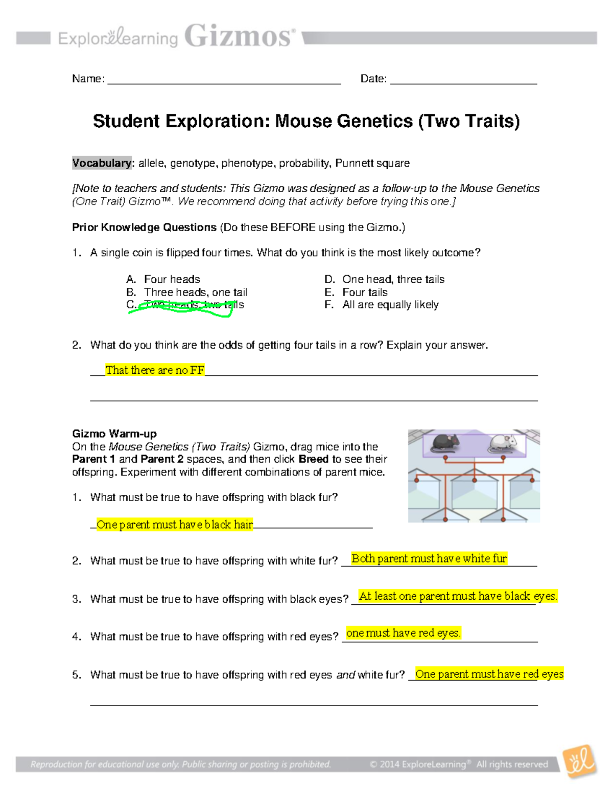 Student Exploration Mouse Genetics Two Traits - Name