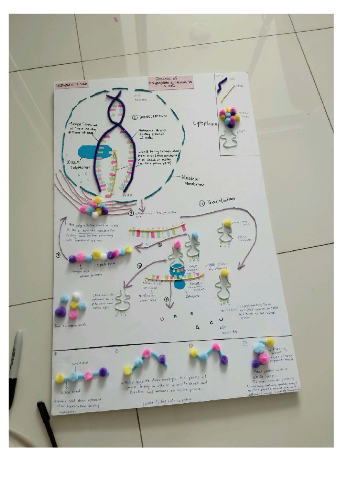 VAISHNAVI SINGH Protein Synthesis Model: Key Polypeptide Process - Studocu