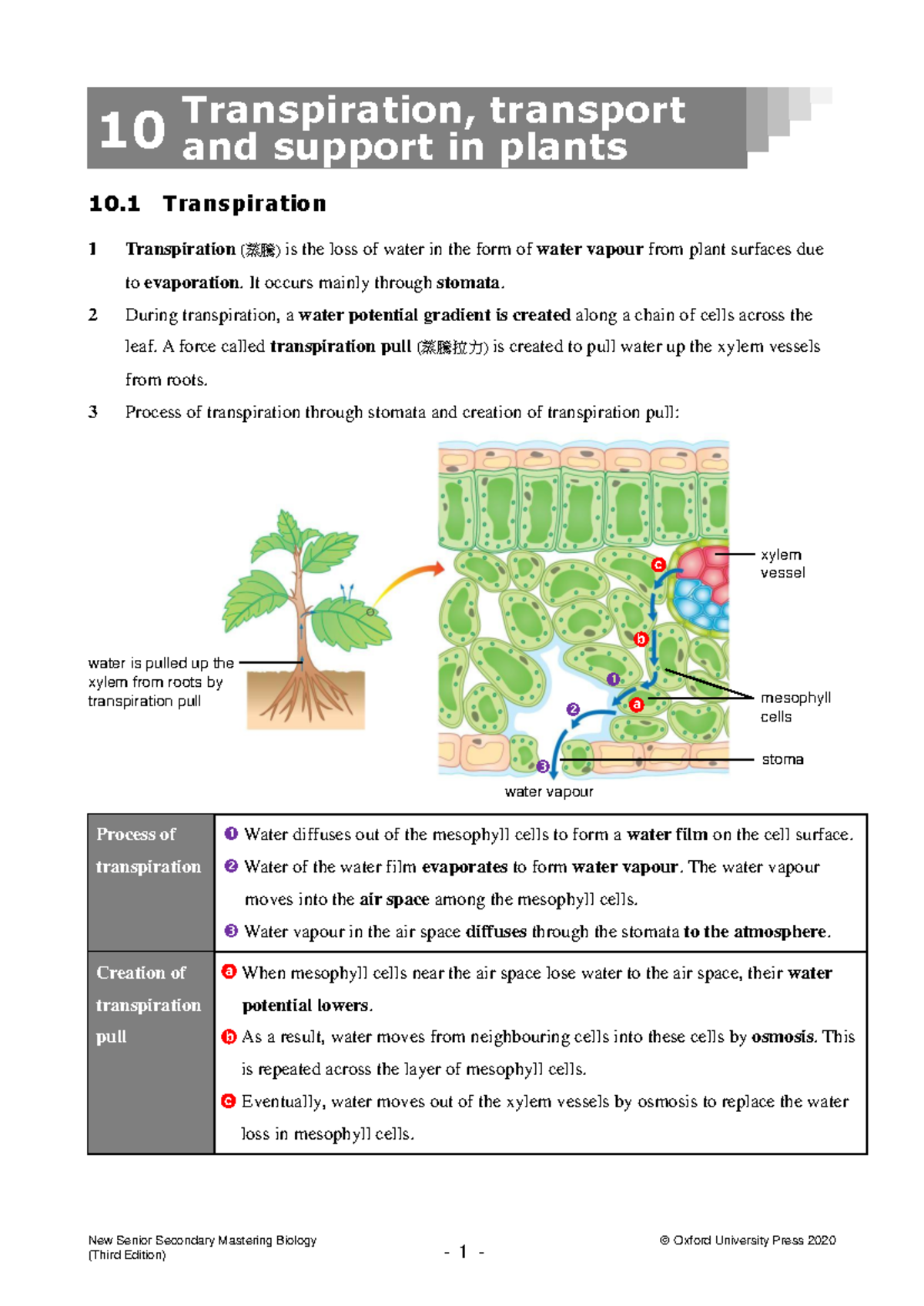 Rev Notes on Transpiration and Transport in Plants (Biology 10) - Studocu
