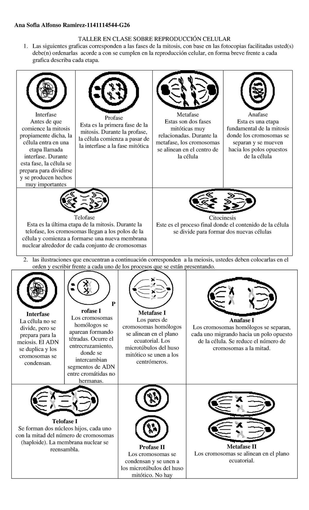 Taller de Reproducción Celular: Mitosis y Meiosis en Detalle - Studocu