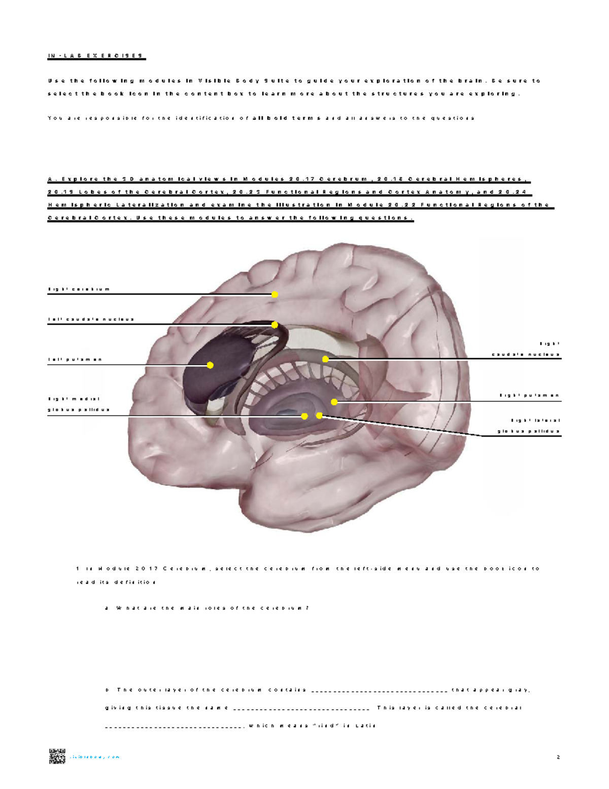 Lab Manual: Brain Anatomy & Physiology (A&P) Part 2 Exercises - Studocu