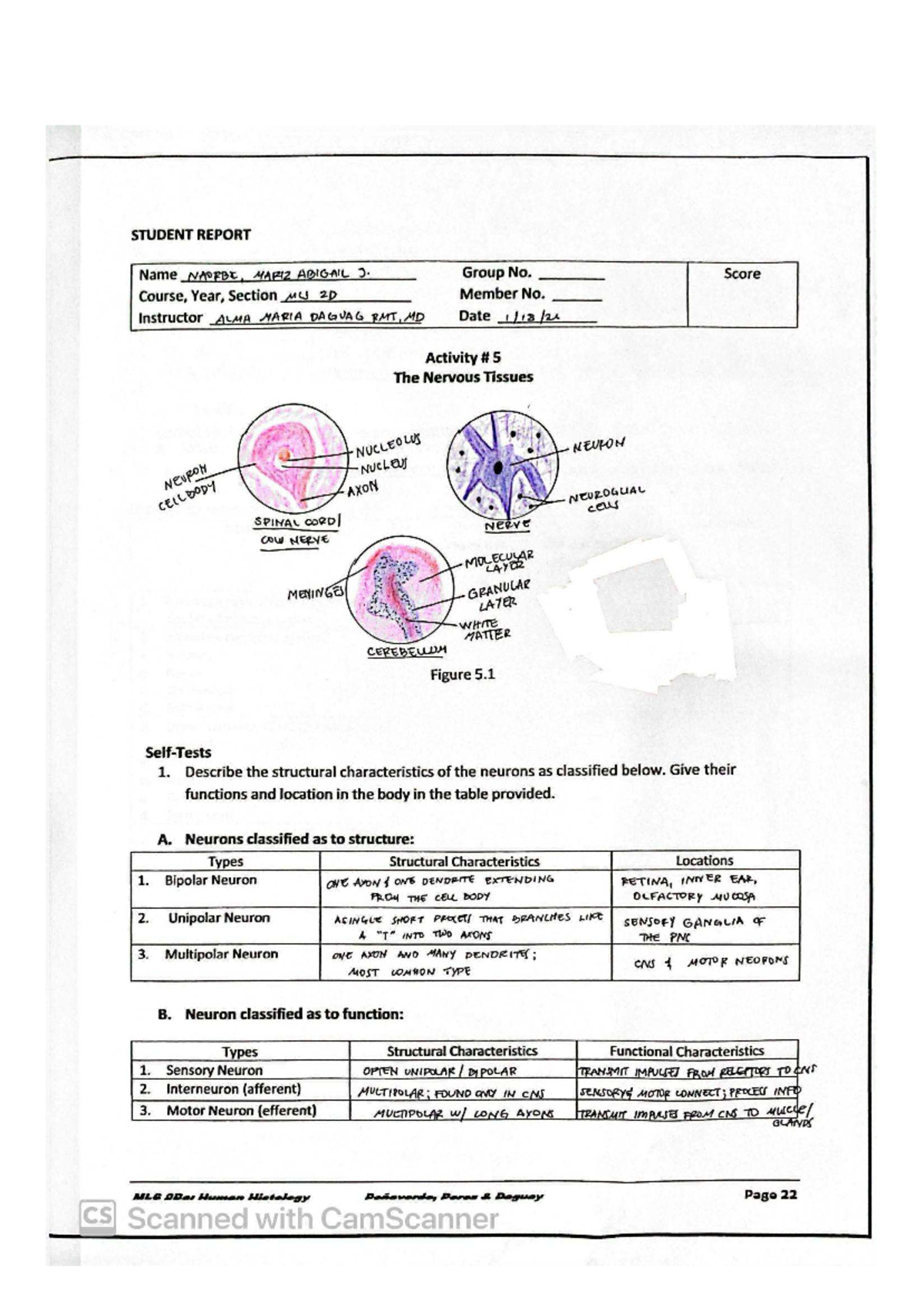 MCS 2D Activity 5: Nervous Tissues Overview and Neuron Classification ...