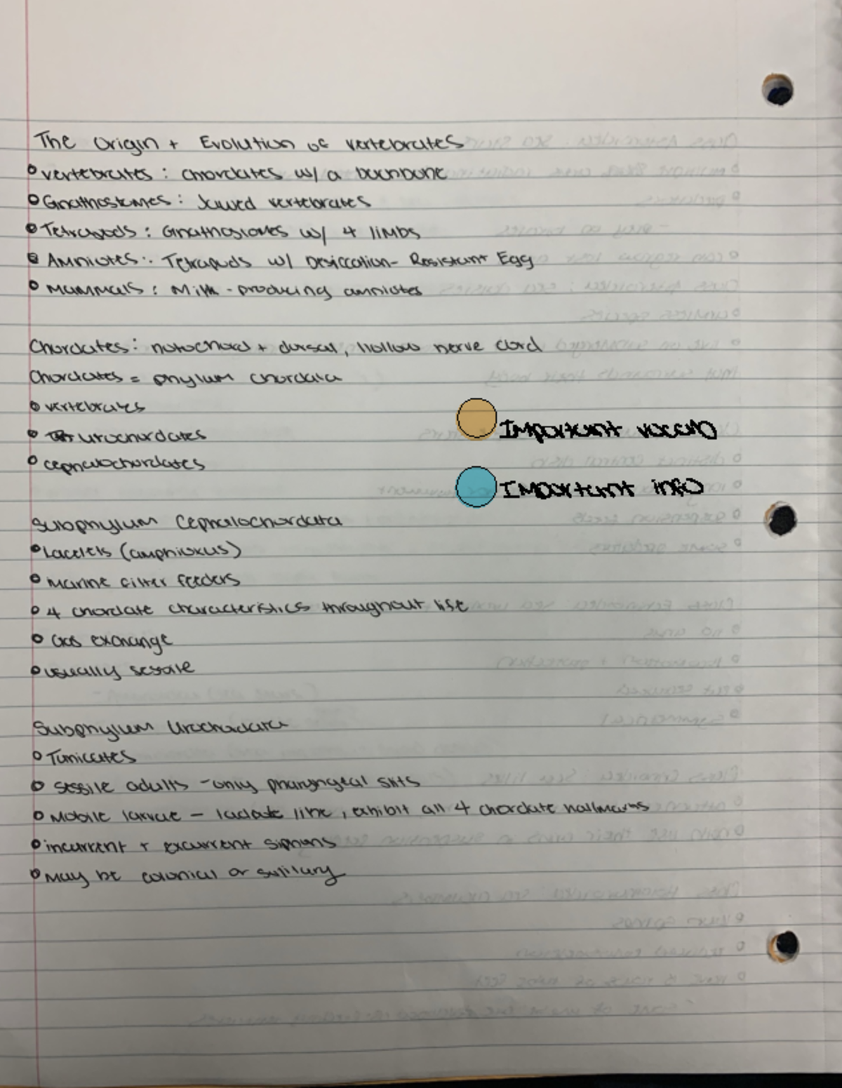Vertebrates (Exam 3) - Notes - Important vocab Important info (no ...