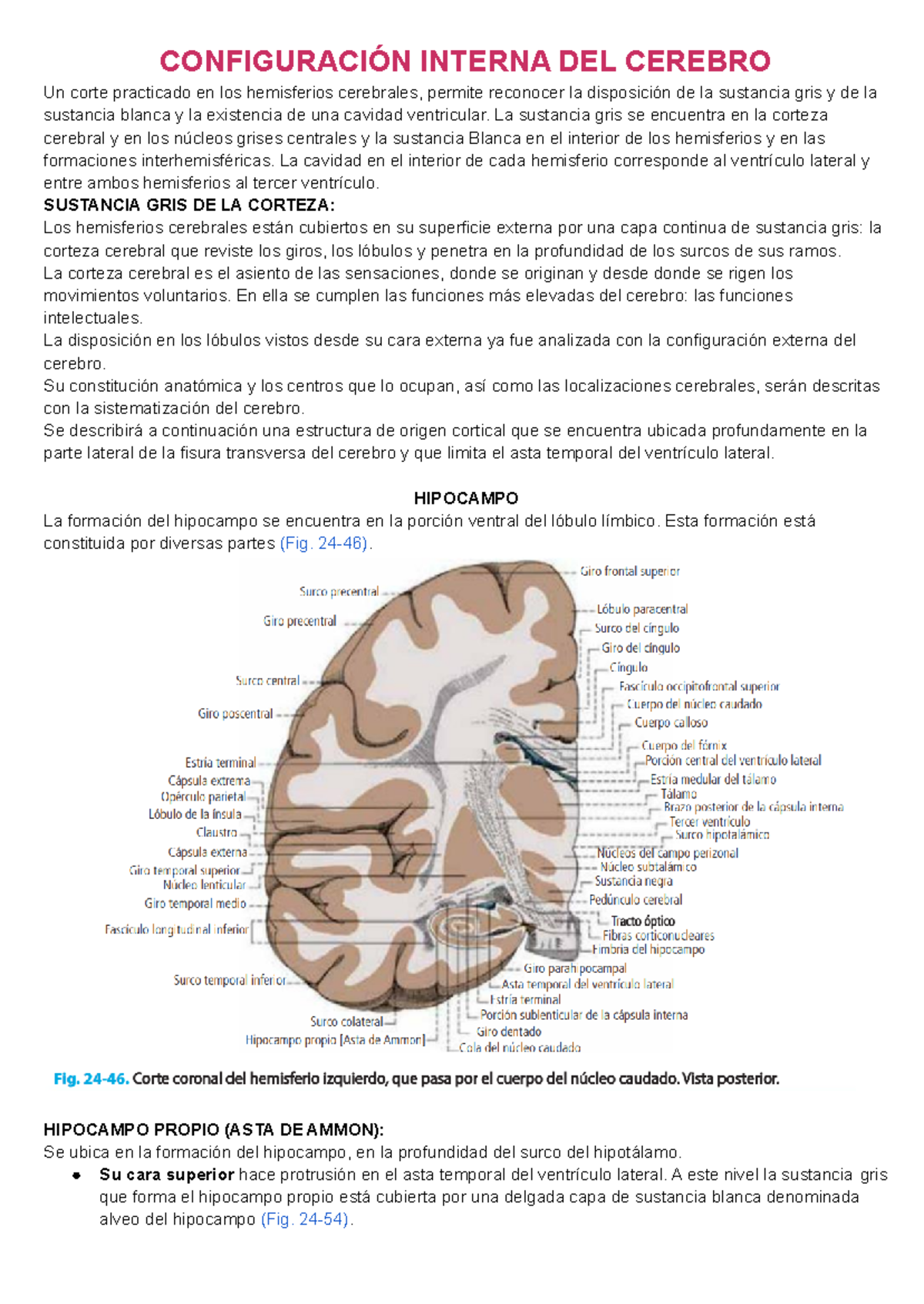 Configuración Interna del Cerebro - CONFIGURACIÓN INTERNA DEL CEREBRO Un corte practicado en los ...