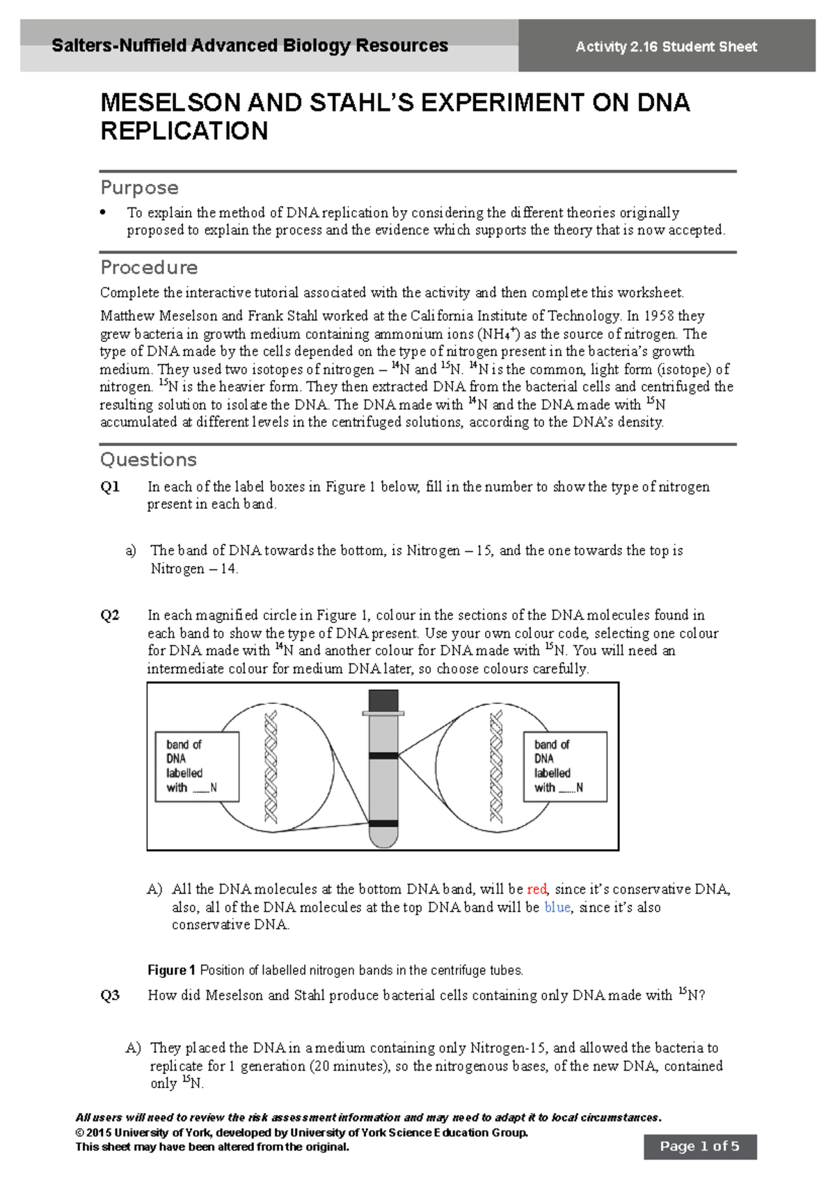 Activity 2-16: Understanding Meselson & Stahl’s DNA Replication ...