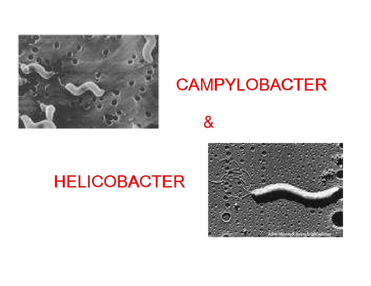 Campylobacter - Helicobacter - & - Studocu