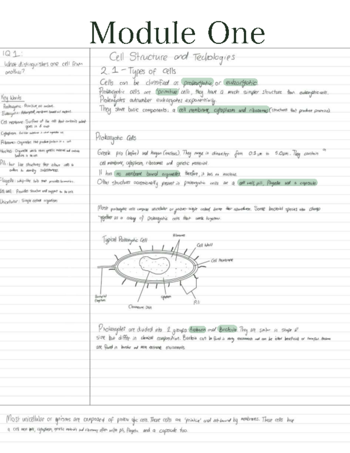 Biology 101: Cell Structure and Function Overview - Studocu