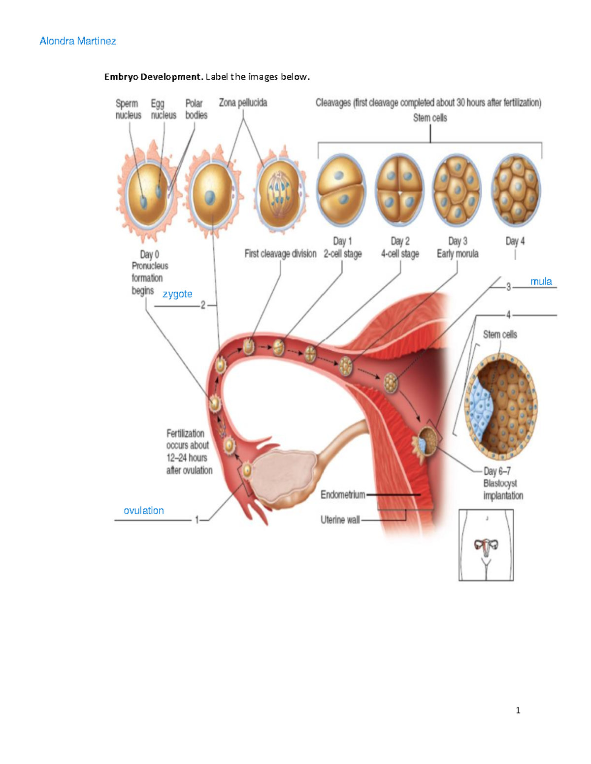 Week 4 Assignment: Embryo Development Overview (Alondra Martinez) - Studocu