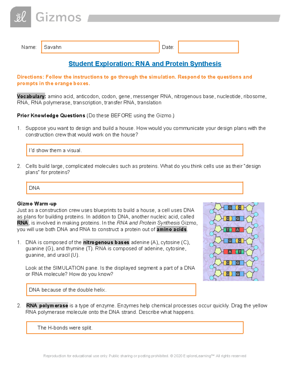 RNA and Protein Synthesis Exploration SE for Biology 101 - Studocu