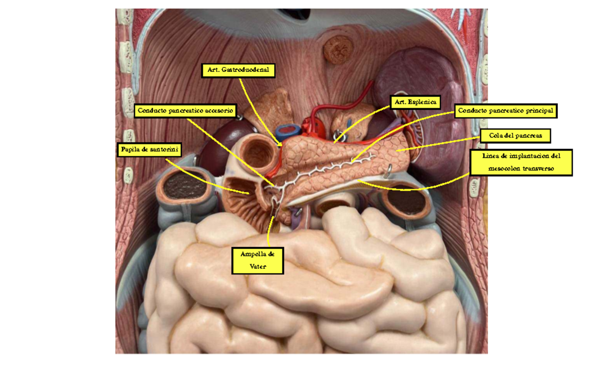 Endocrino - ....... - Linea de implantacion del mesocolon transverso ...