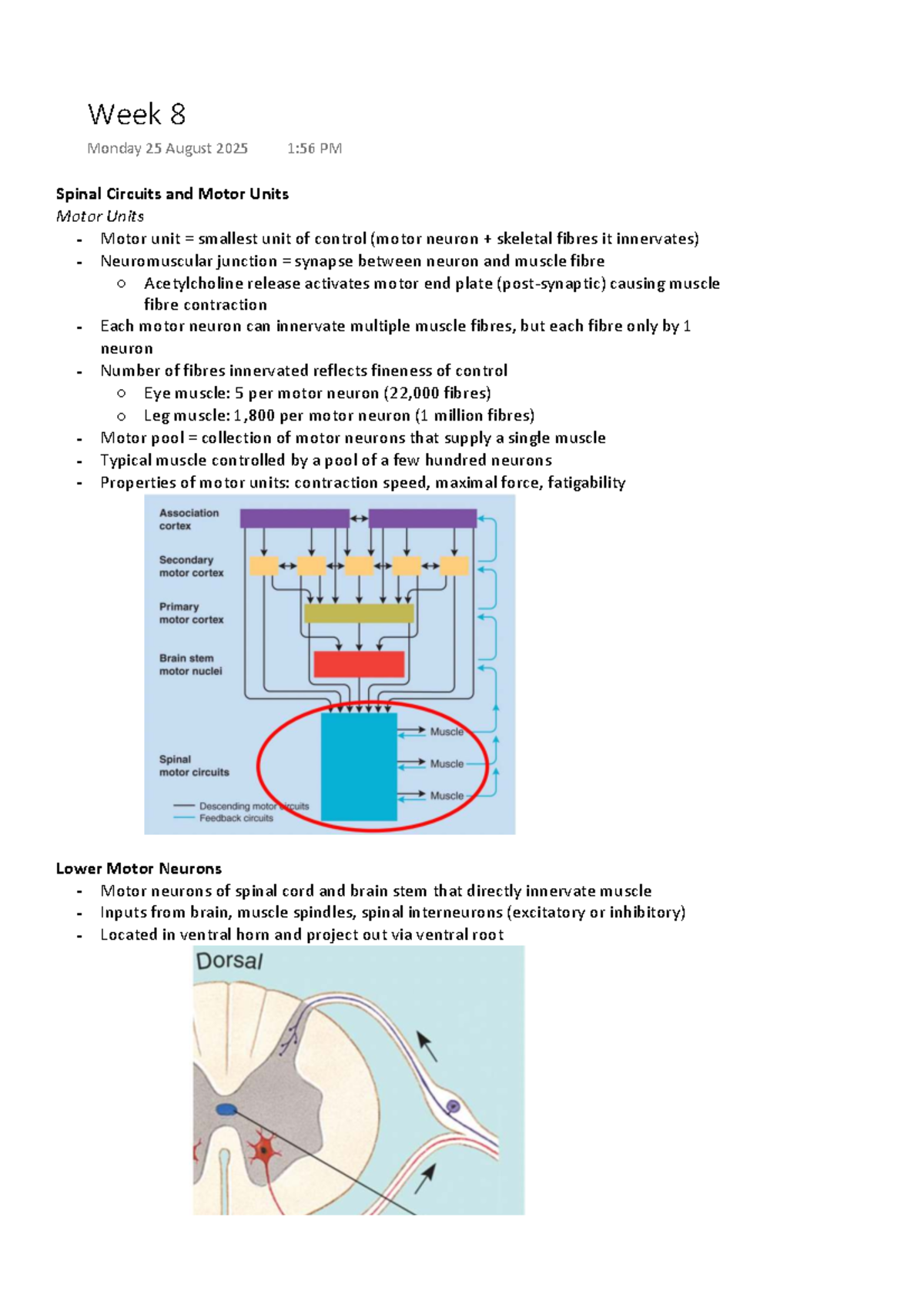 Week 8 - Lecture Notes on Spinal Circuits and Motor Units - Studocu