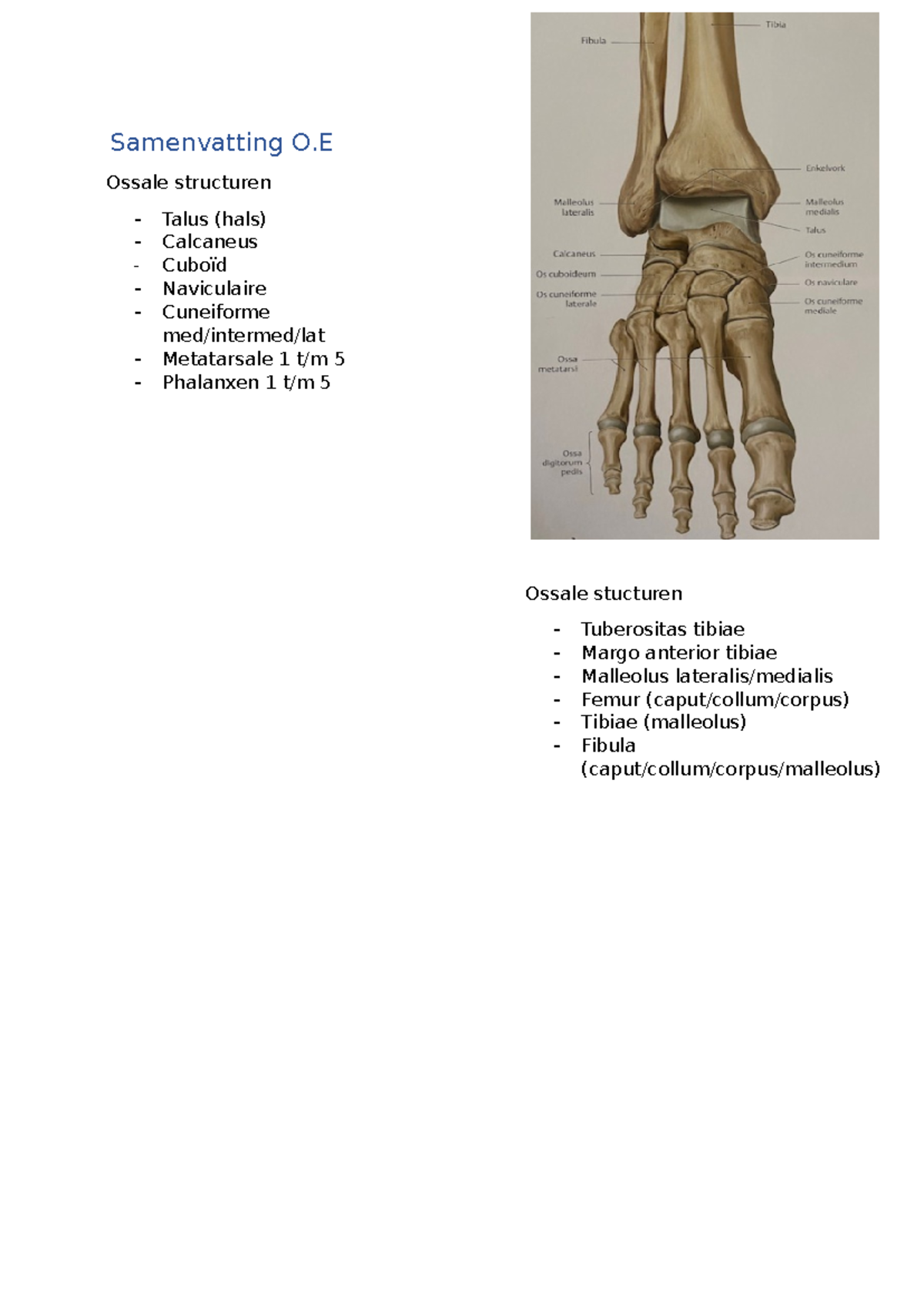 Samenvatting O - Essentiële Ossale Structuren en Musculatuur (HLT101 ...