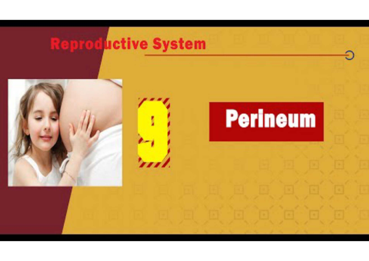 Reproductive System S: Perineum Overview and Key Concepts by Dr. Ayman ...