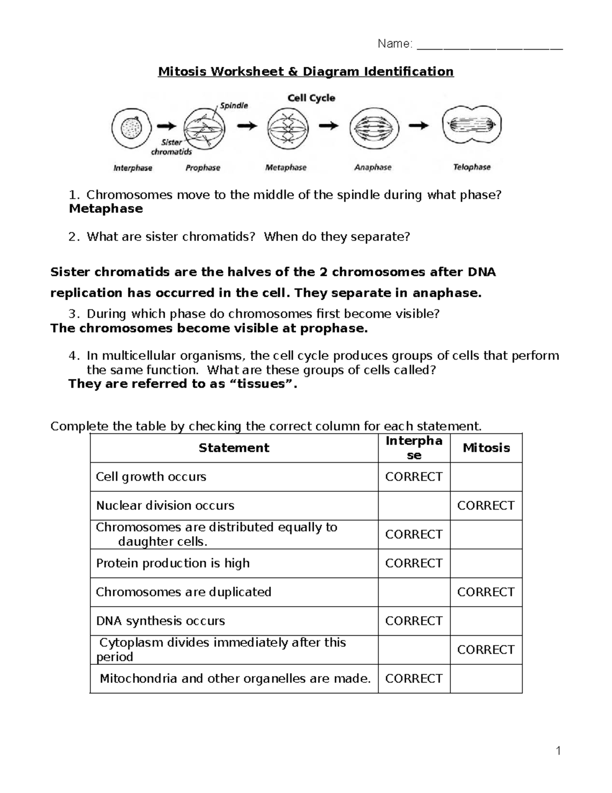 Mitosis Worksheet Review: Diagram Identification & Key Concepts - Studocu