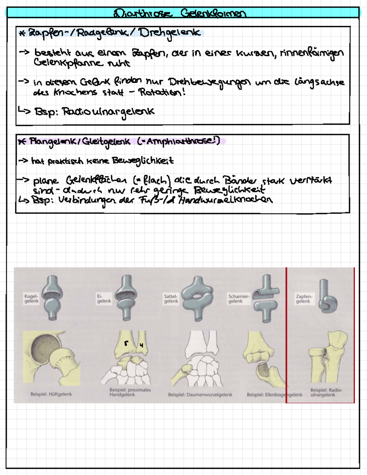 2. Gelenke Und Knorpel - Anatomie 1 - Diarthrose Gelenkformen * Zapfen ...