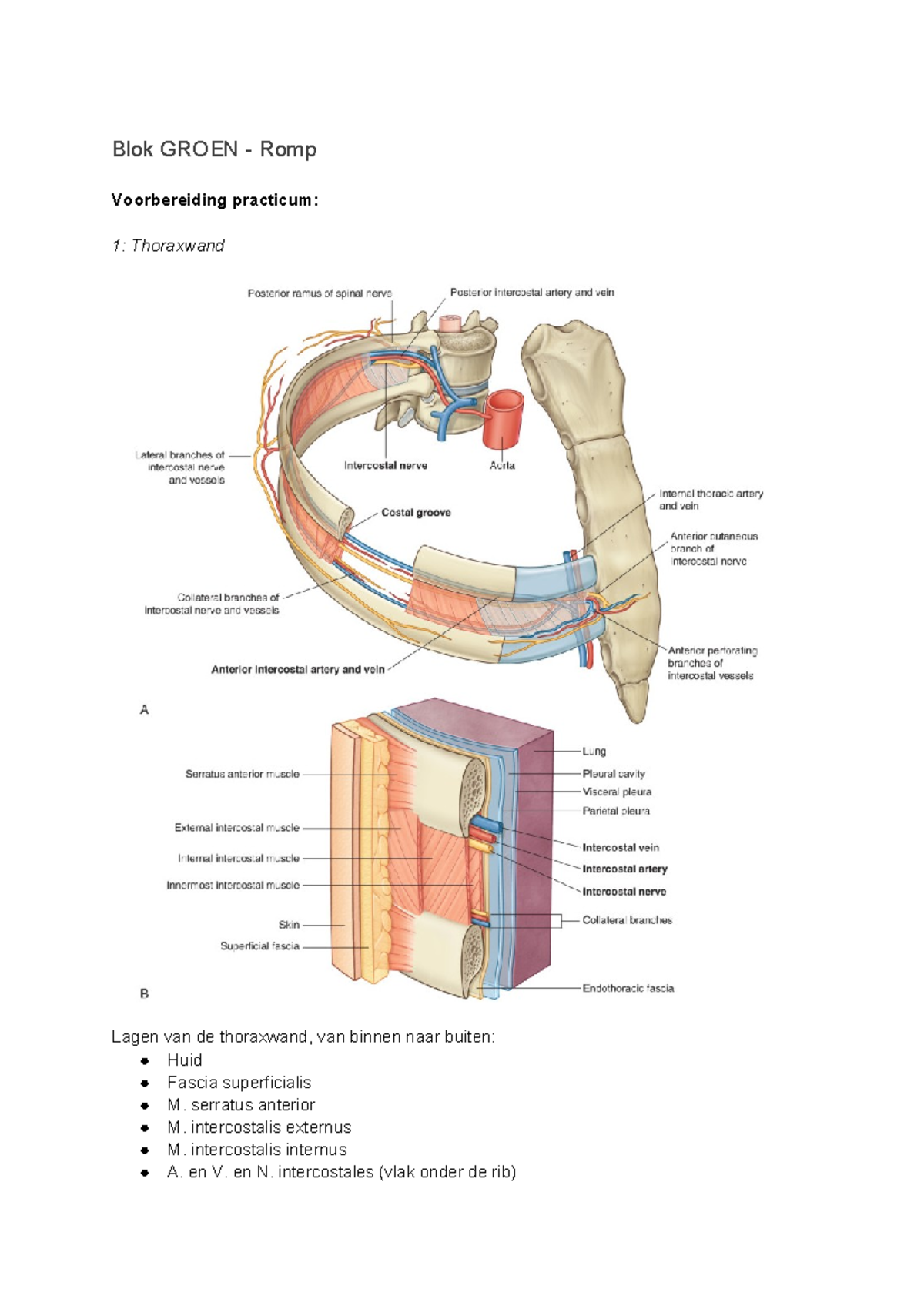 Voorbereiding Practicum: Anatomie Thorax en Buikholte - Blok GROEN ...