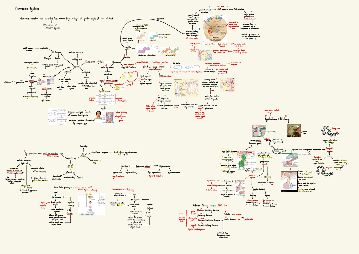 Human Physiology Endocrine System Overview And Hormonal Regulation