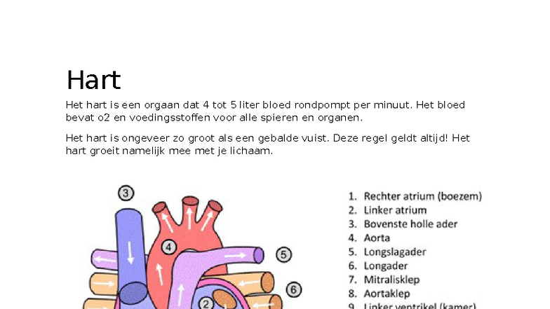 Hart Anatomie en Functie: Een Overzicht van het Hart en de Bloedsomloop ...