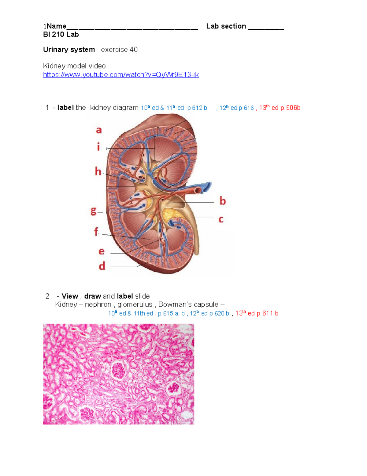 210L Sp23 Urinary System Lab Exercises and Resources - Studocu