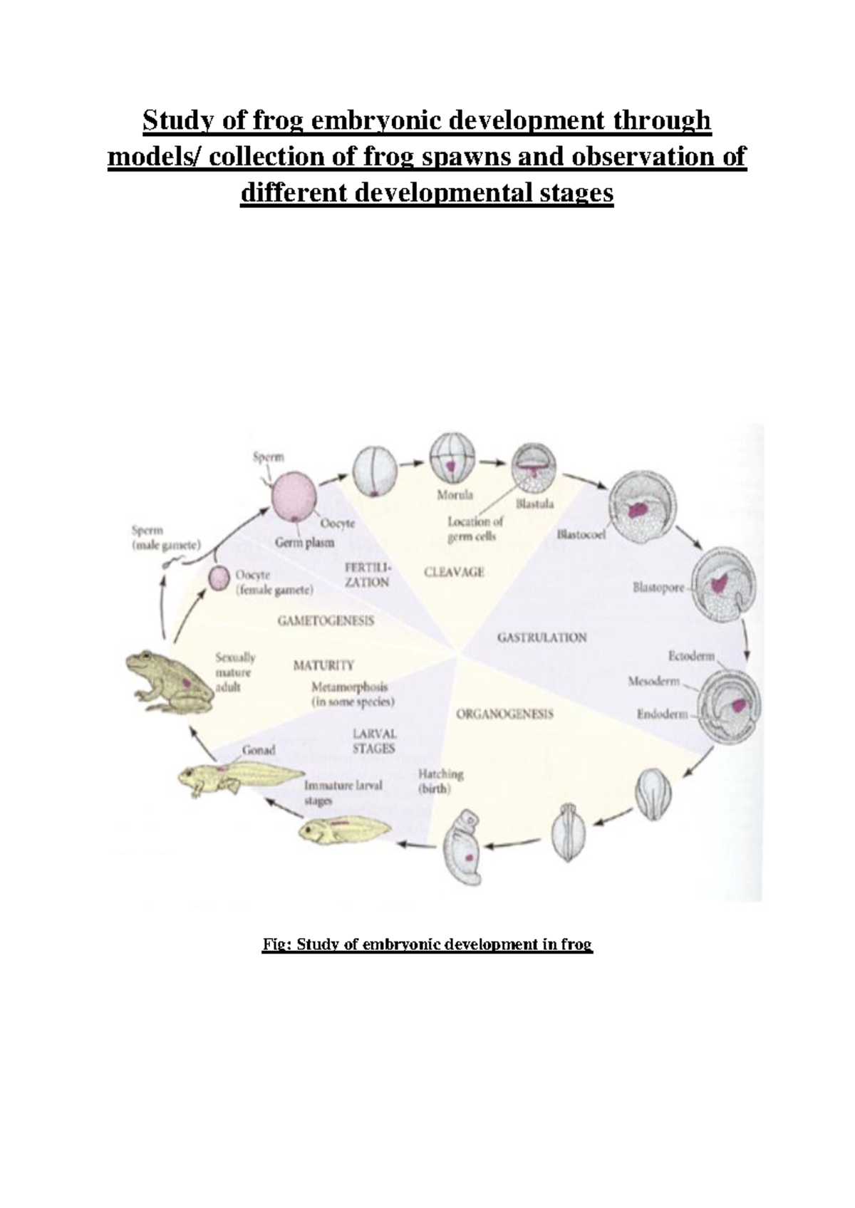 Embryonic Development of Frog and Chick: A Study (DB 101) - Studocu