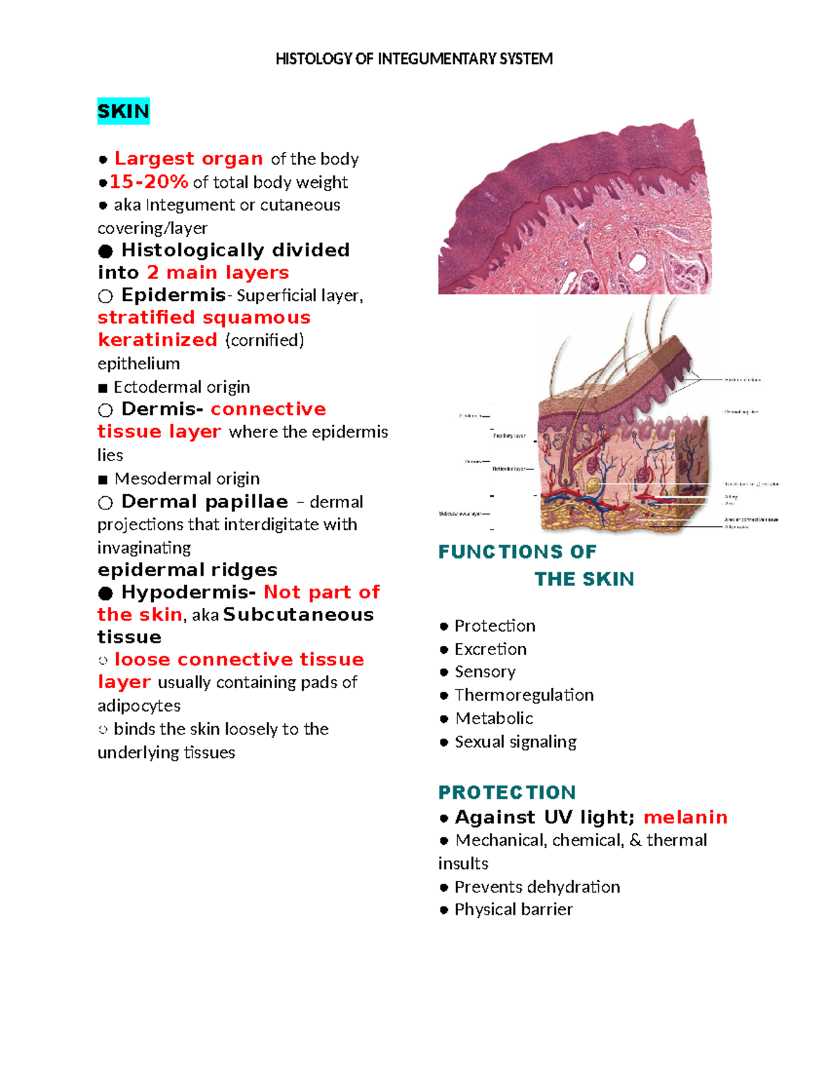 HISTOLOGY OF INTEGUMENTARY SYSTEM (SKIN) - Structure & Functions ...
