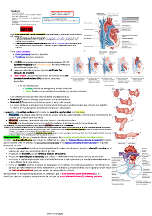 Tórax - Resumen del primer módulo de la materia de anatomía sobre ...