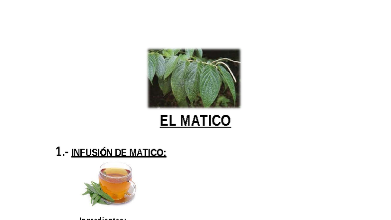 EL MATICO: Infusión y Beneficios - RESUMEN TRABAJOS MONOGRAFICOS - Studocu