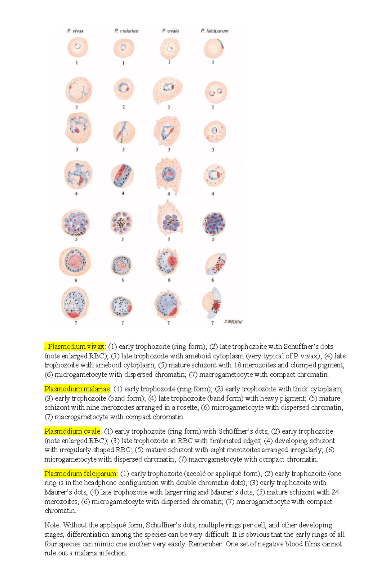 Plasmodium Species Identification: Trophozoites & Schizonts Overview ...