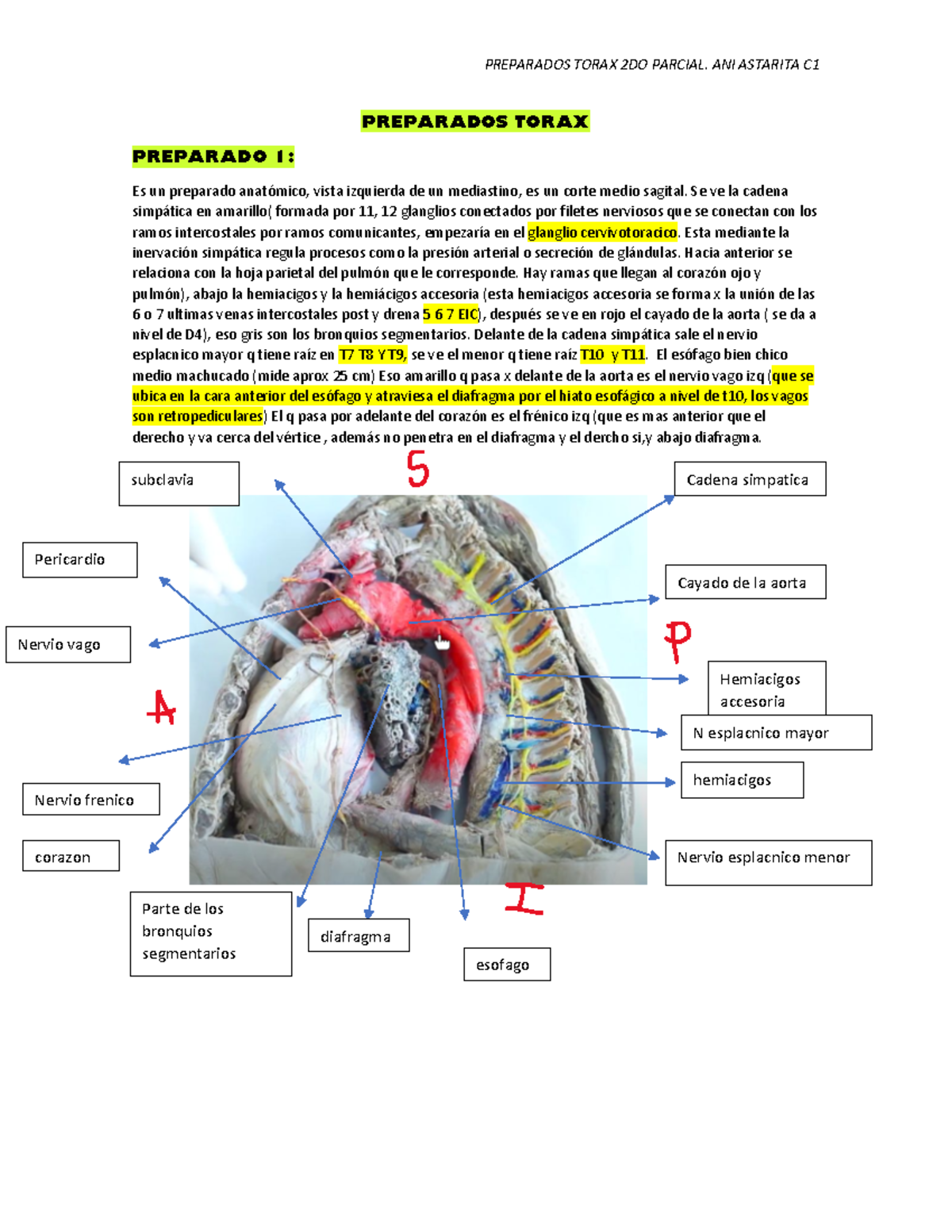 Preparado Torácico: Anatomía del Corazón y Pulmones en Detalle - Studocu