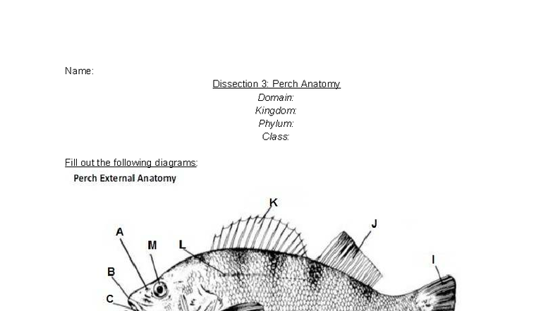 Lab 11: Dissection 3 - Perch Anatomy and Fish Diversity - Studocu
