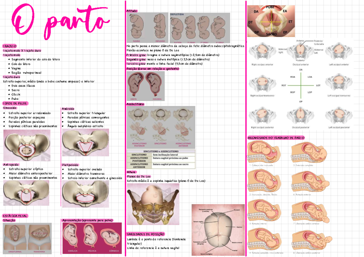 Estudo sobre o Parto: Trajetos, Tipos de Pelve e Mecanismos (MED123 ...
