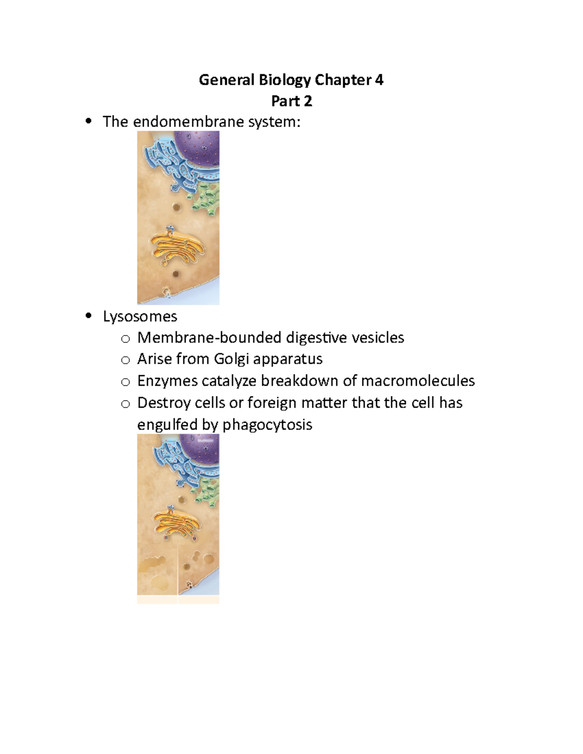 General Biology Chapter 4 Part 2 - Studocu
