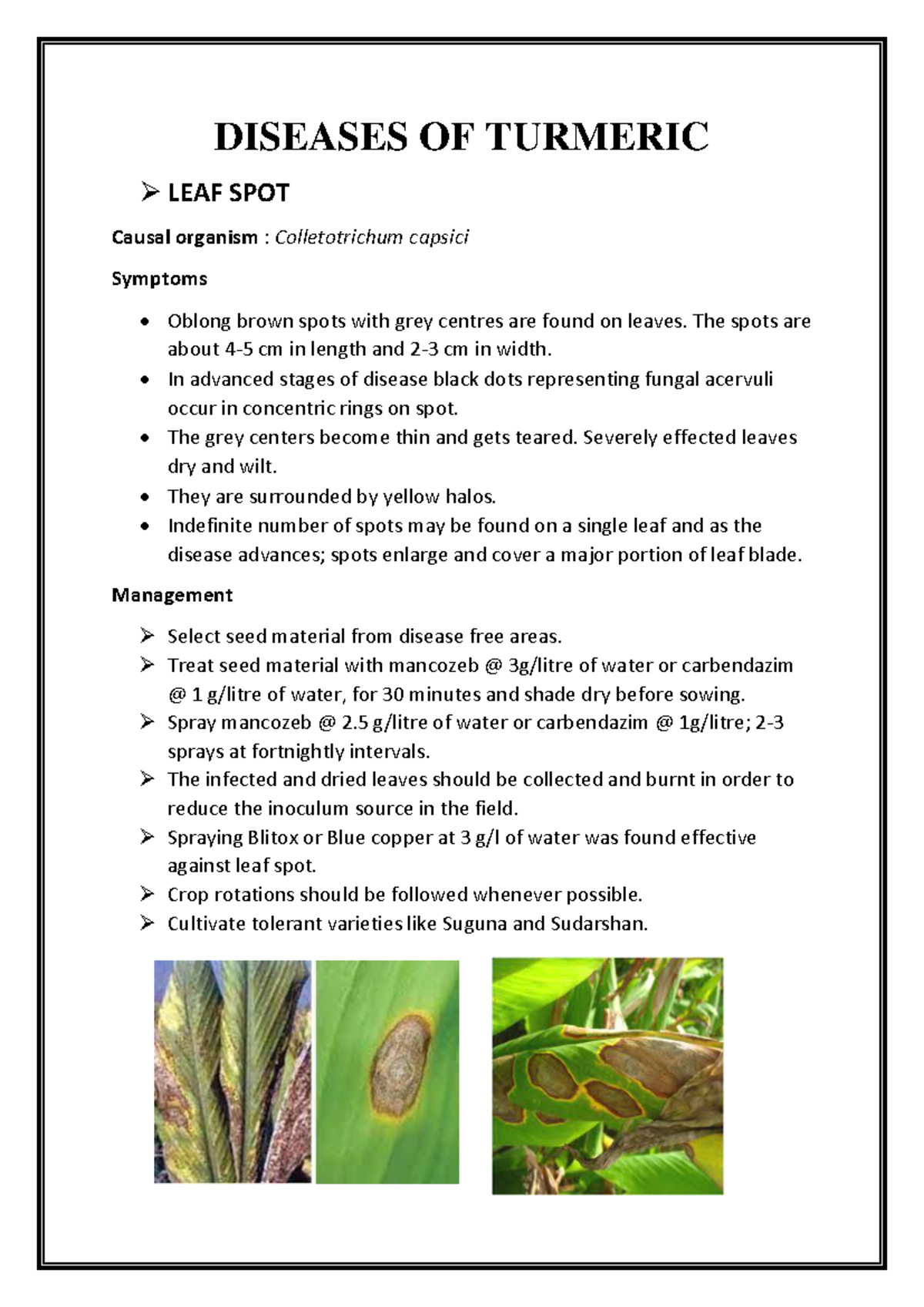 Turmeric Disease Management: Leaf Spot, Rhizome Rot & Leaf Blotch - Studocu