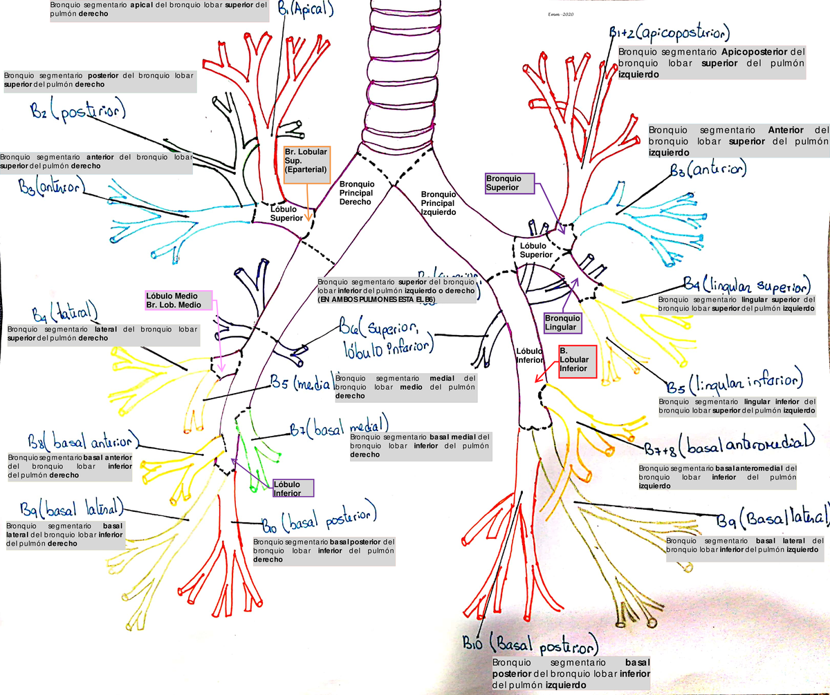 Bronquios: Estructura, Función y Patologías Asociadas - Studocu