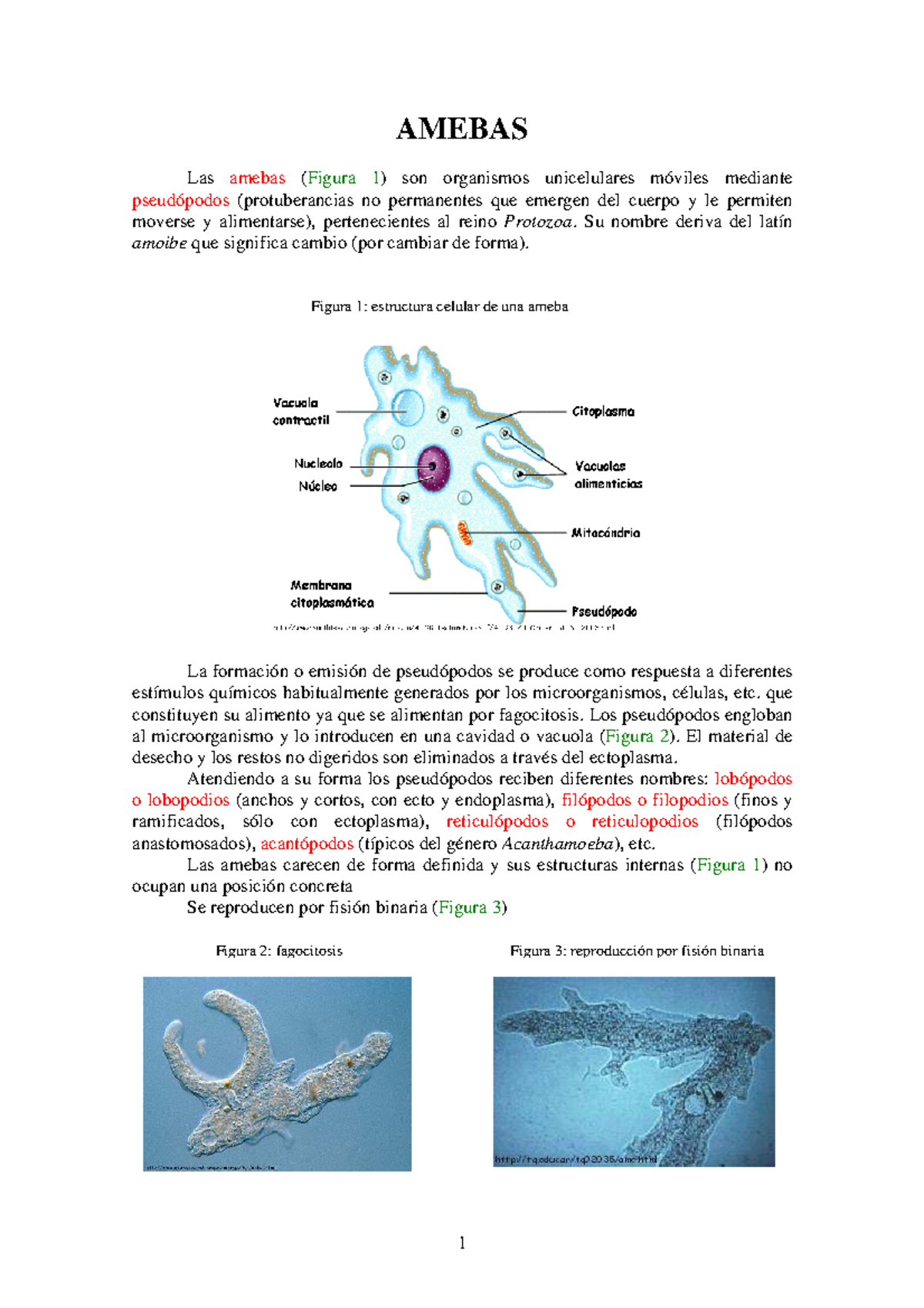 Amebas: Características, Patología y Diagnóstico en Parasitología 1 ...