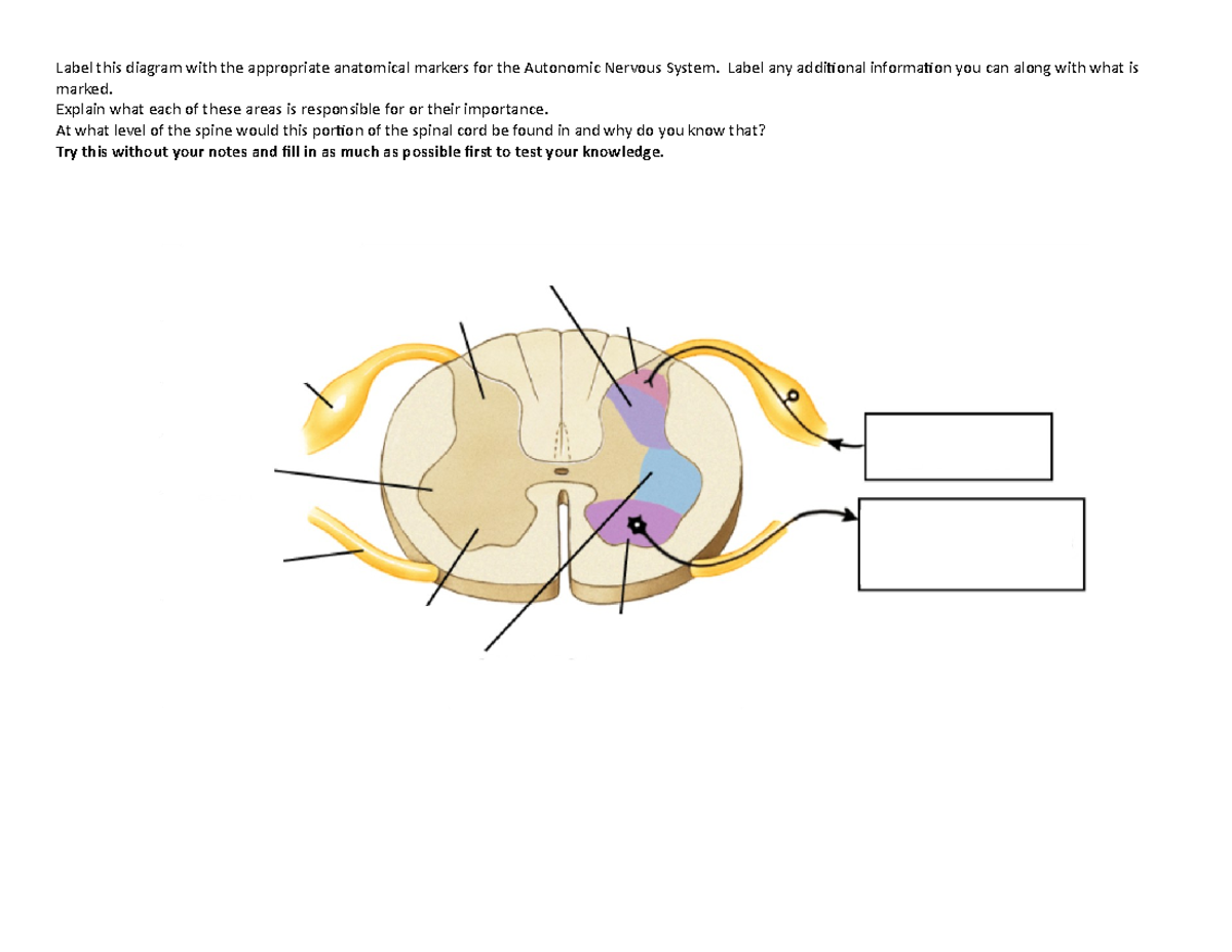 ANS and Spinal Cord Labeling - Label this diagram with the appropriate ...