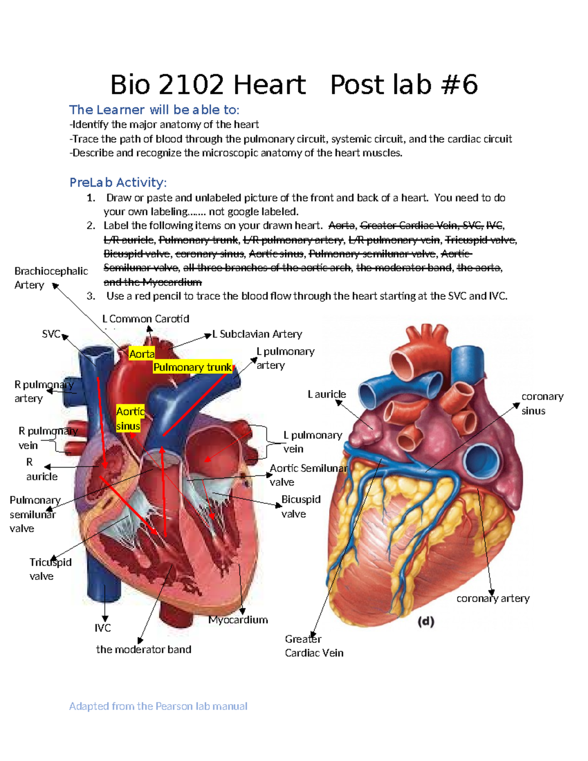 Anatomy Of The Heart Lab
