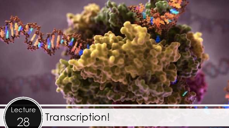 Lec 28: Transcription Overview for Exam 2 (F25) - Studocu