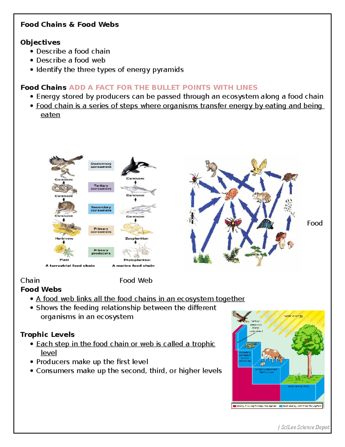 Food Chains & Food Webs: Student Guided Notes for Science Class - Studocu