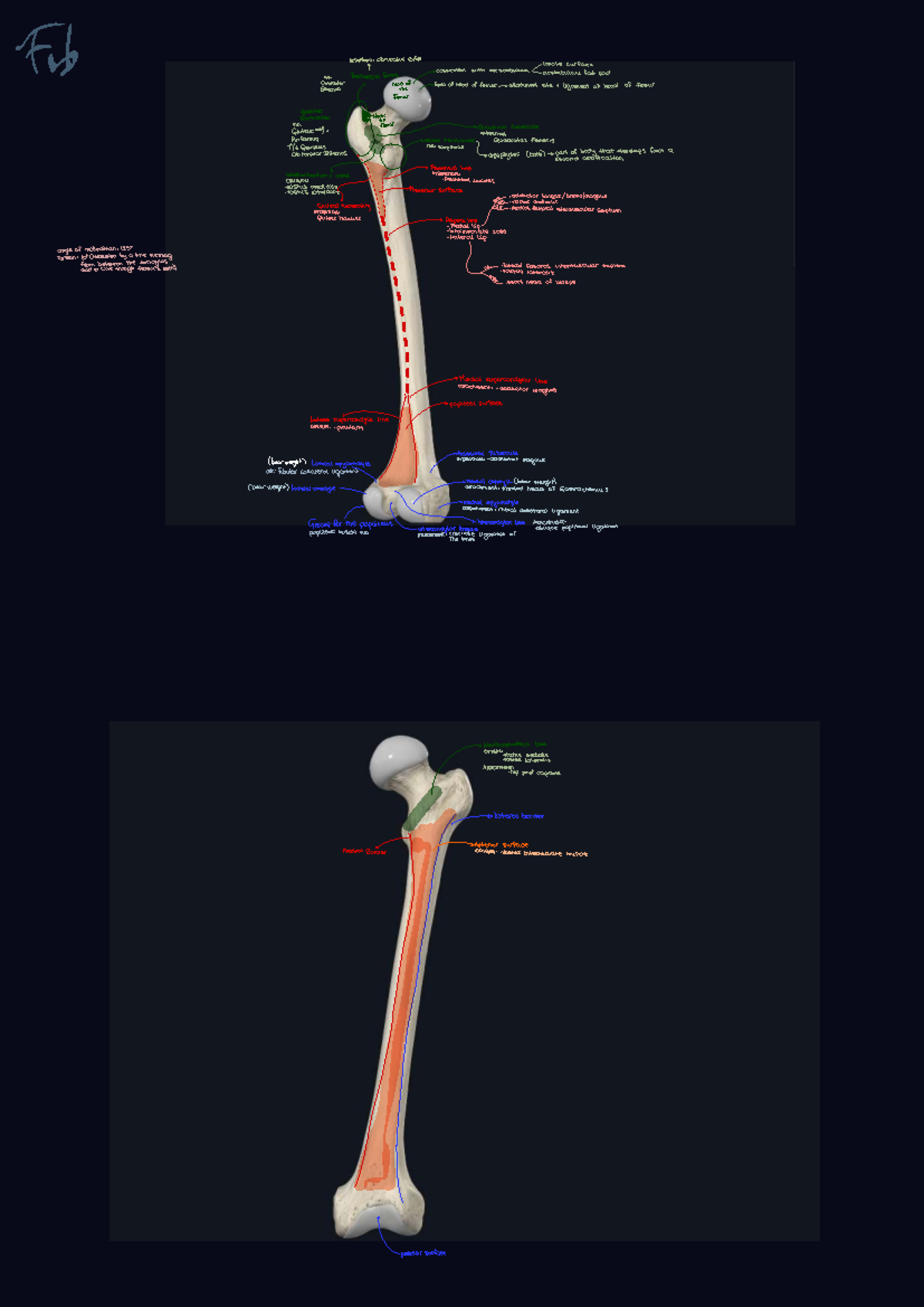 Femur Landmarks: Anatomy and Muscle Attachments (ANAT 101) - Studocu