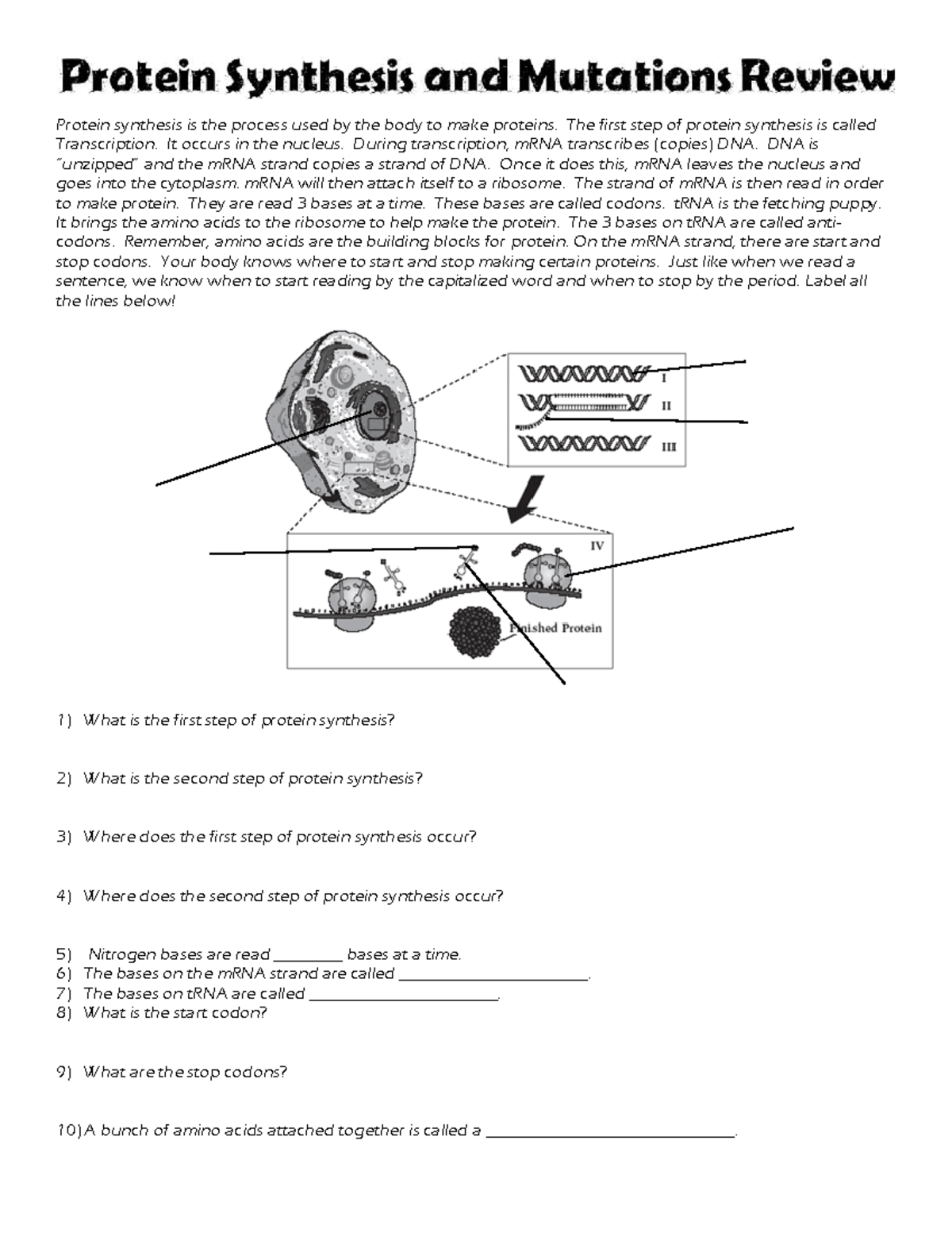 Protein Synthesis & Mutations Review (Bio 101) - Studocu