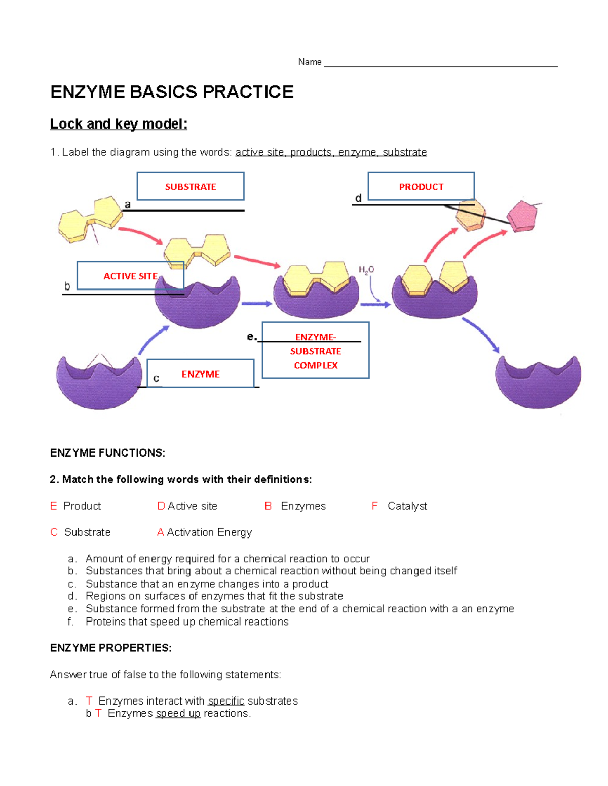 Enzyme Basics Practice KEY - Understanding Function & Properties - Studocu
