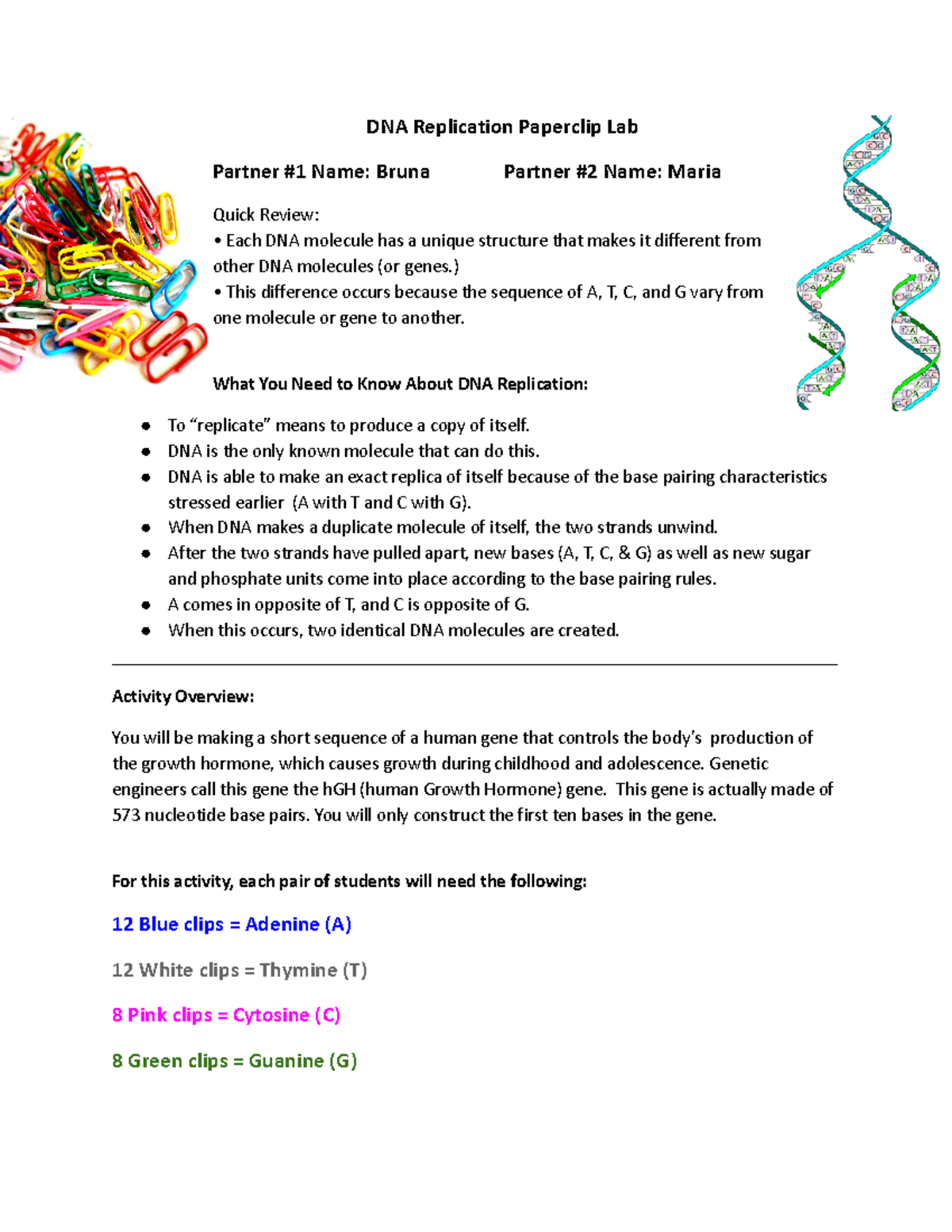 Copy of 3.1 Day 2-DNA Replication Paperclip Lab - DNA Replication ...