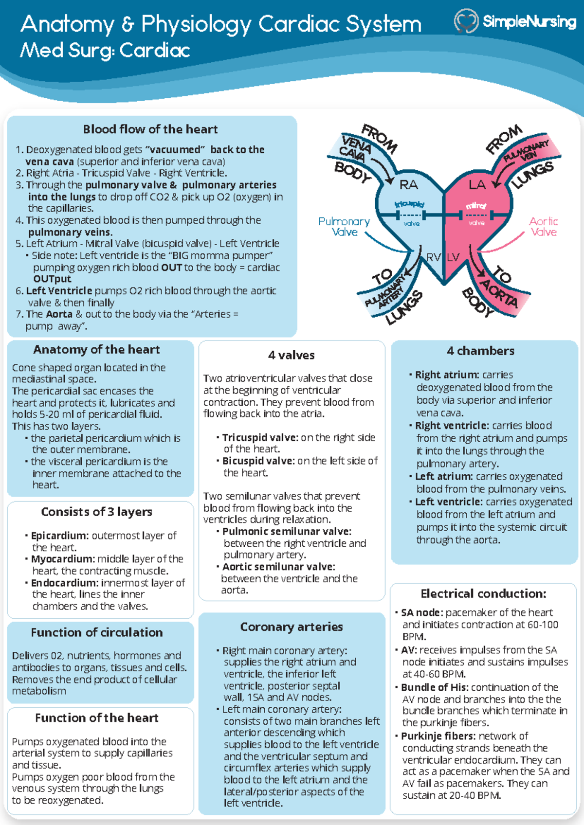 Cardiac - Anatomy Physiology Cardiac System - Anatomy & Physiology ...