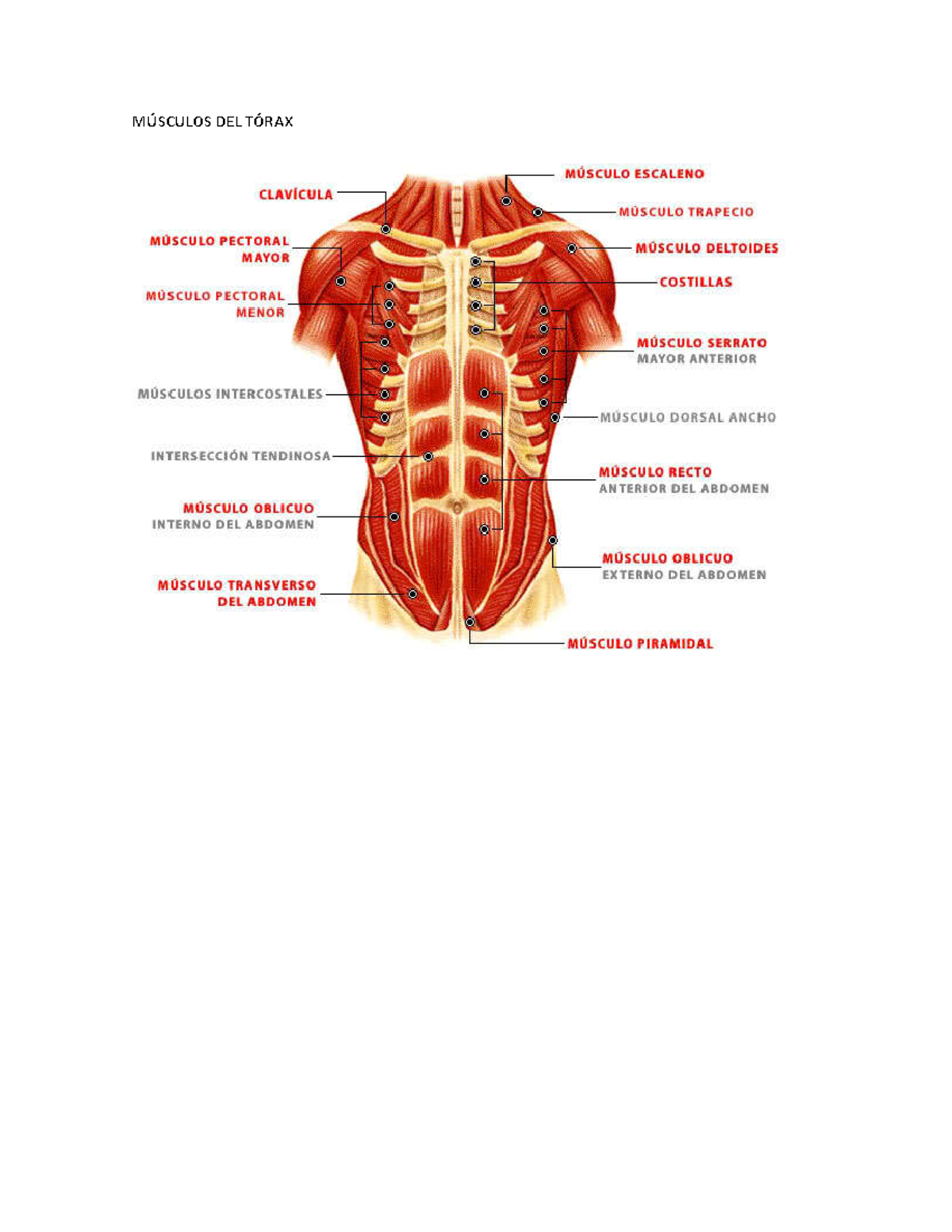 Anatomía De Los Músculos Del Tórax Músculos Del Tronco: Anatomía,