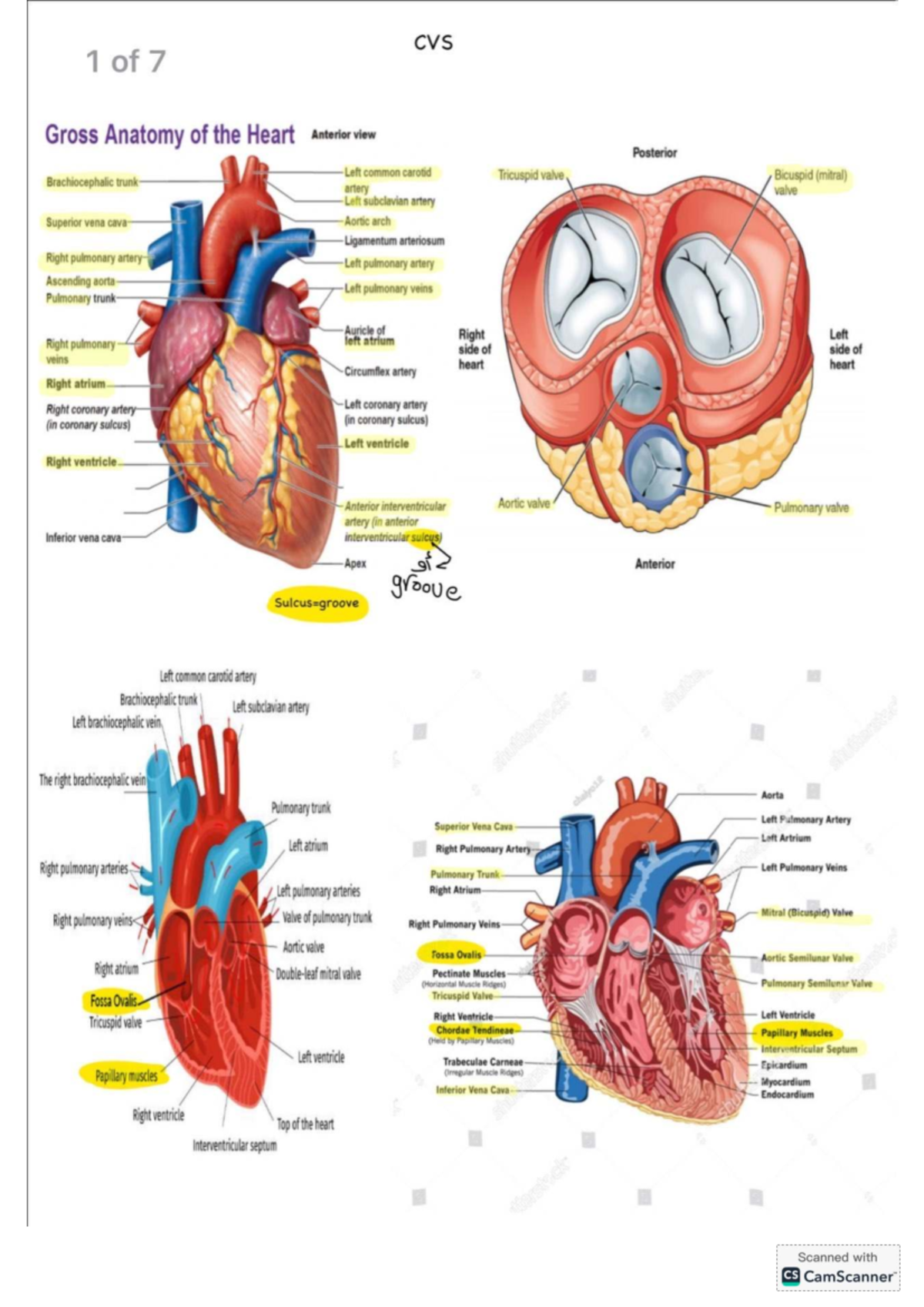 Gross Anatomy Of The Heart Detailed Views And Arteries Analysis Studocu